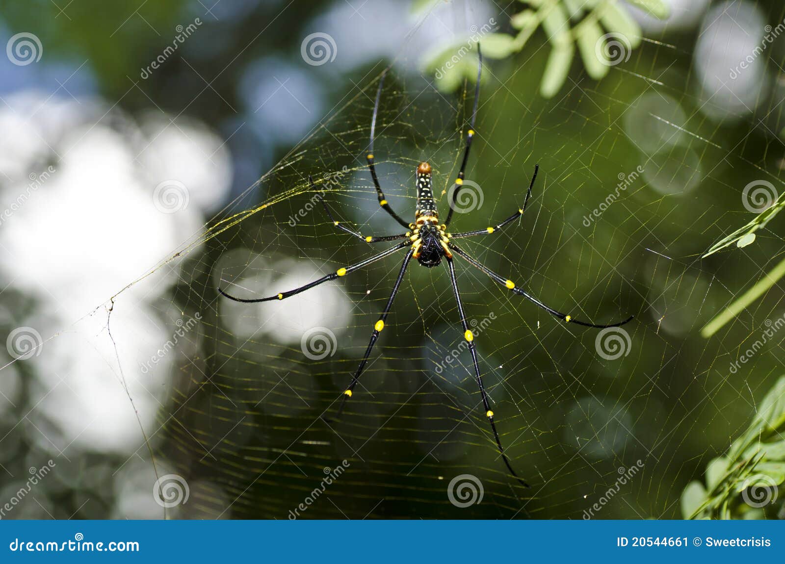 Long legs spider in forest stock image. Image of sunlight - 20544661