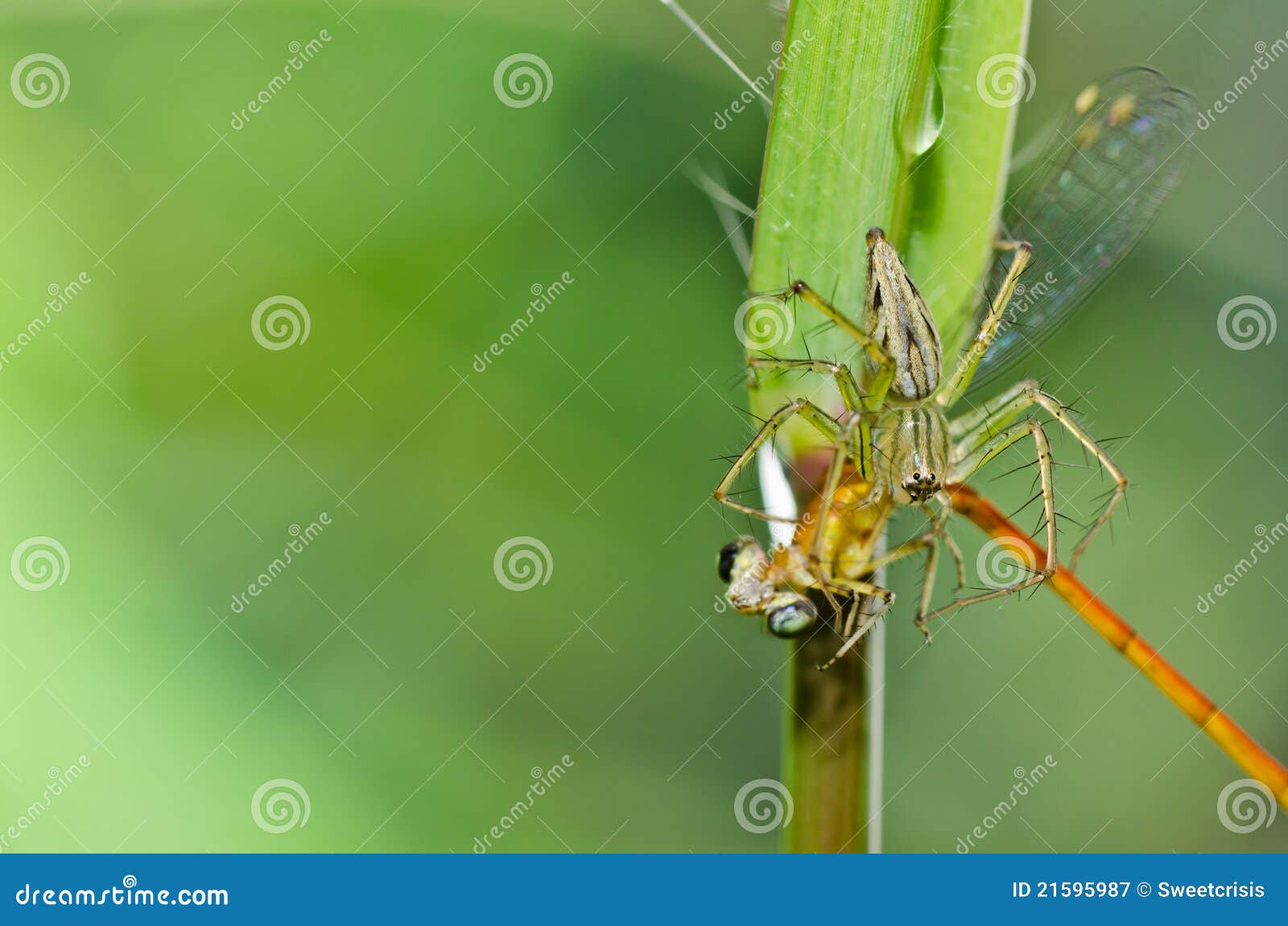 Long Legs Spider in Green Nature Stock Image - Image of jungle ...