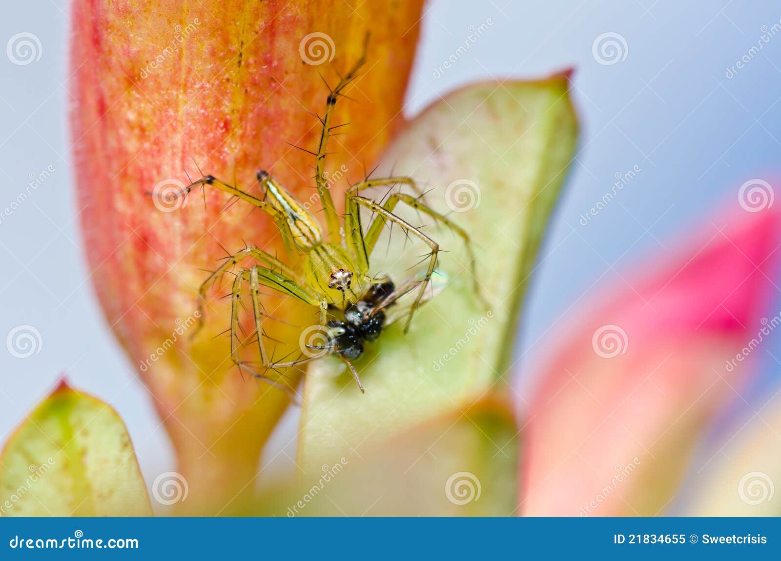 Long Legs Spider in Green Nature Stock Image - Image of spring, bright ...