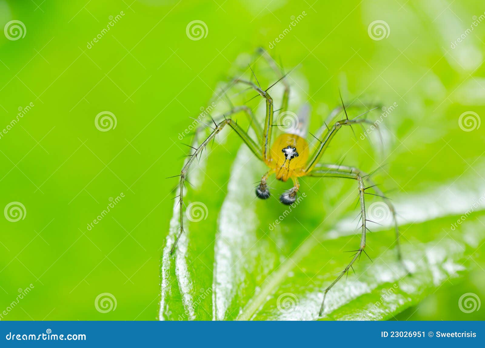 Long Legs Spider in Green Nature Stock Image - Image of small, colorful ...