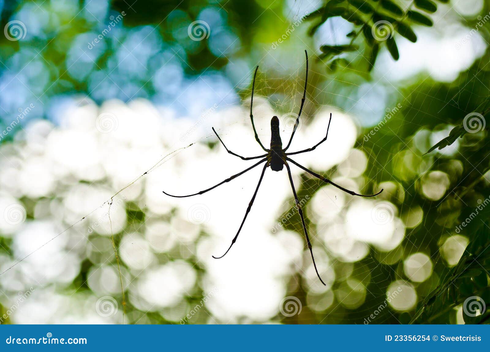Long Legs Spider in Green Nature Stock Photo - Image of sunlight ...