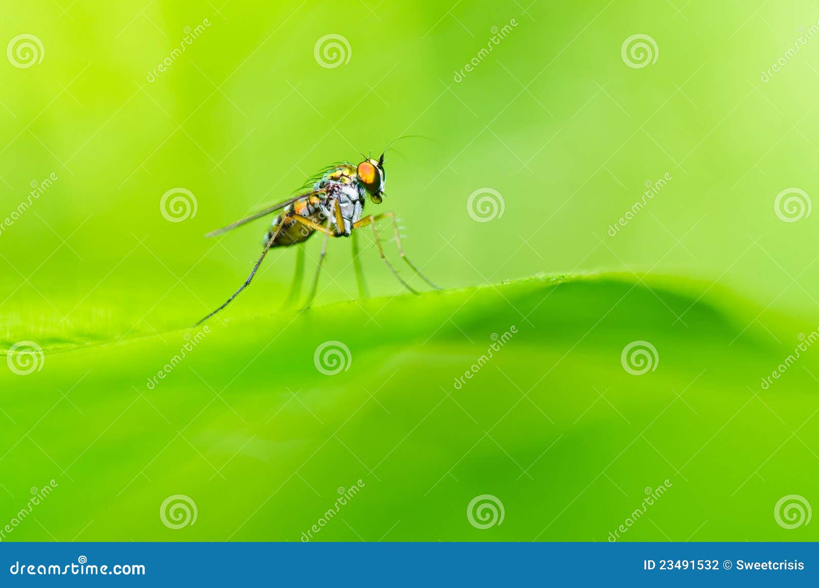 Long Legs Spider in Green Nature Stock Photo - Image of single, summer ...