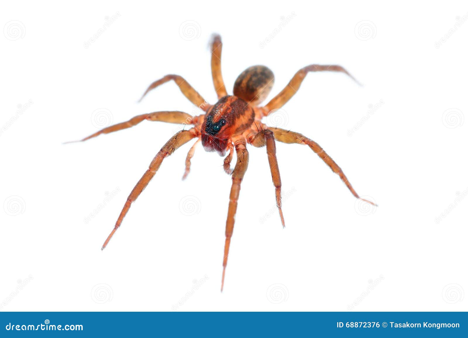 Long Legs Spider Isolated on White Stock Photo - Image of home ...