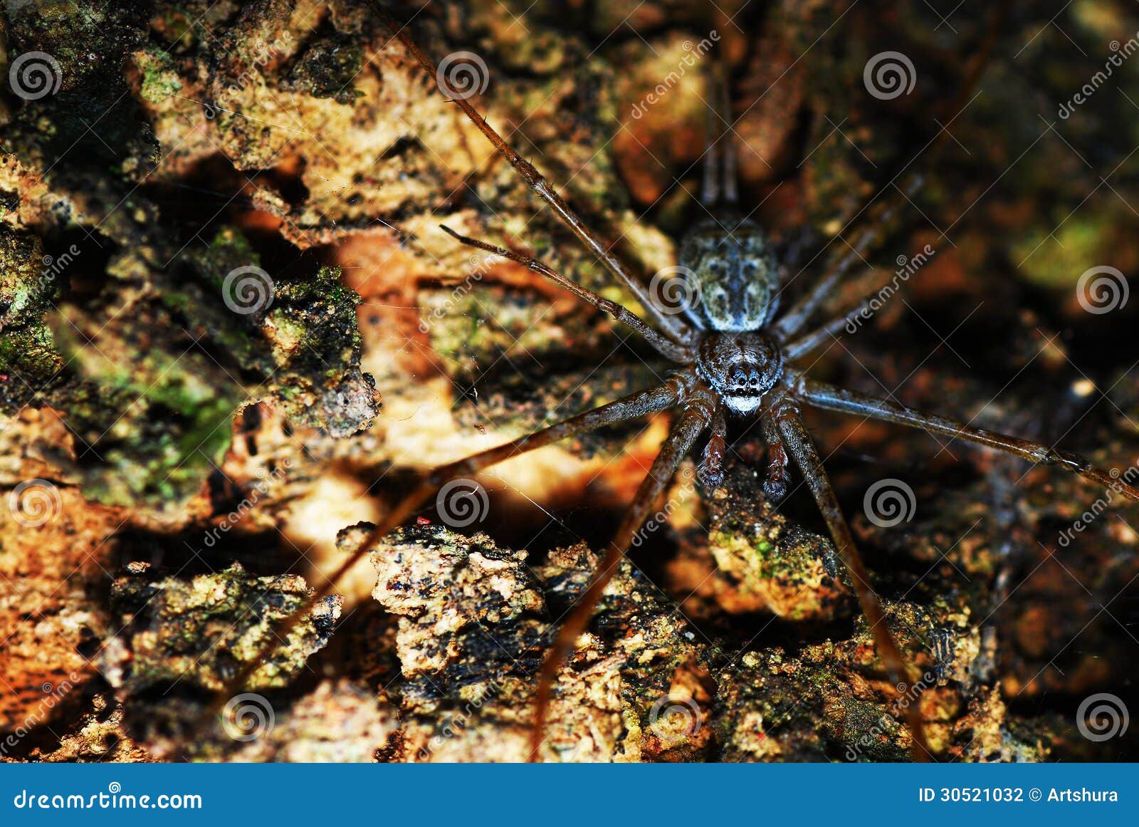 Long Legs Spider Perched on a Tree Stock Photo - Image of arachnid ...
