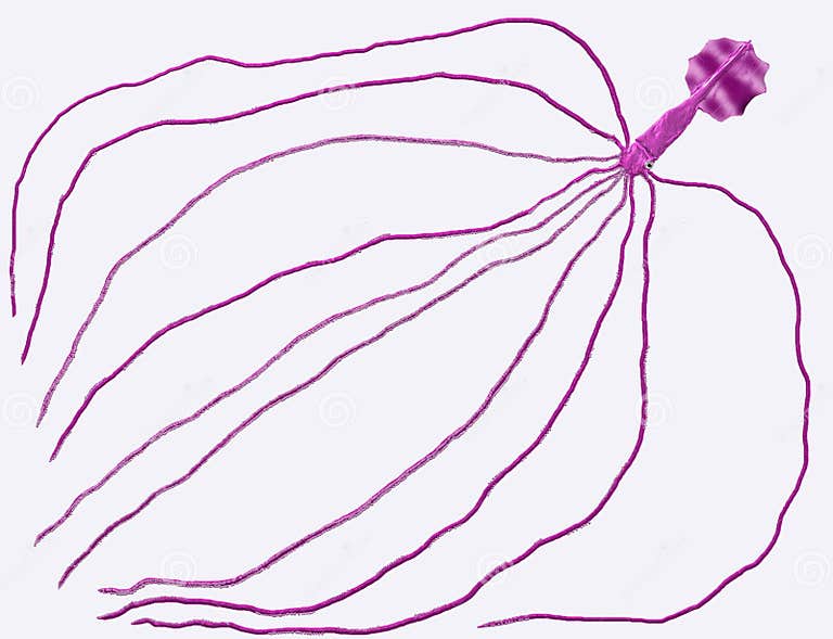 Long legs squid stock photo. Image of wildlife, hunter - 34854134