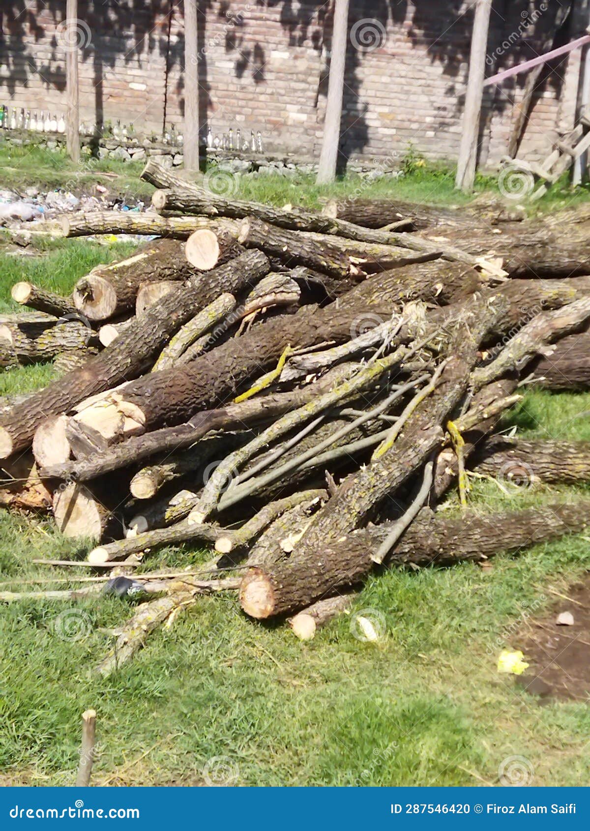 Long Life Investment of Tree Culture ???? Stock Photo - Image of life ...