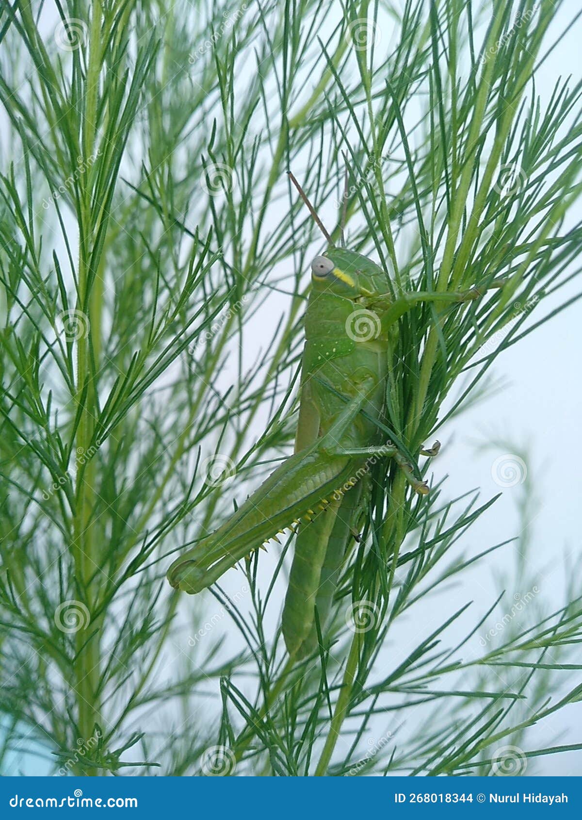 Long lived male locust stock photo. Image of lived, indonesia - 268018344