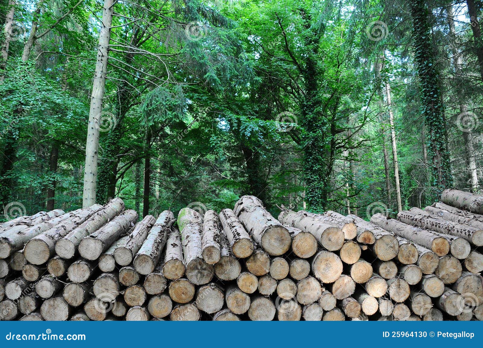 Long log pile stock photo. Image of felled, trees, sustainability ...