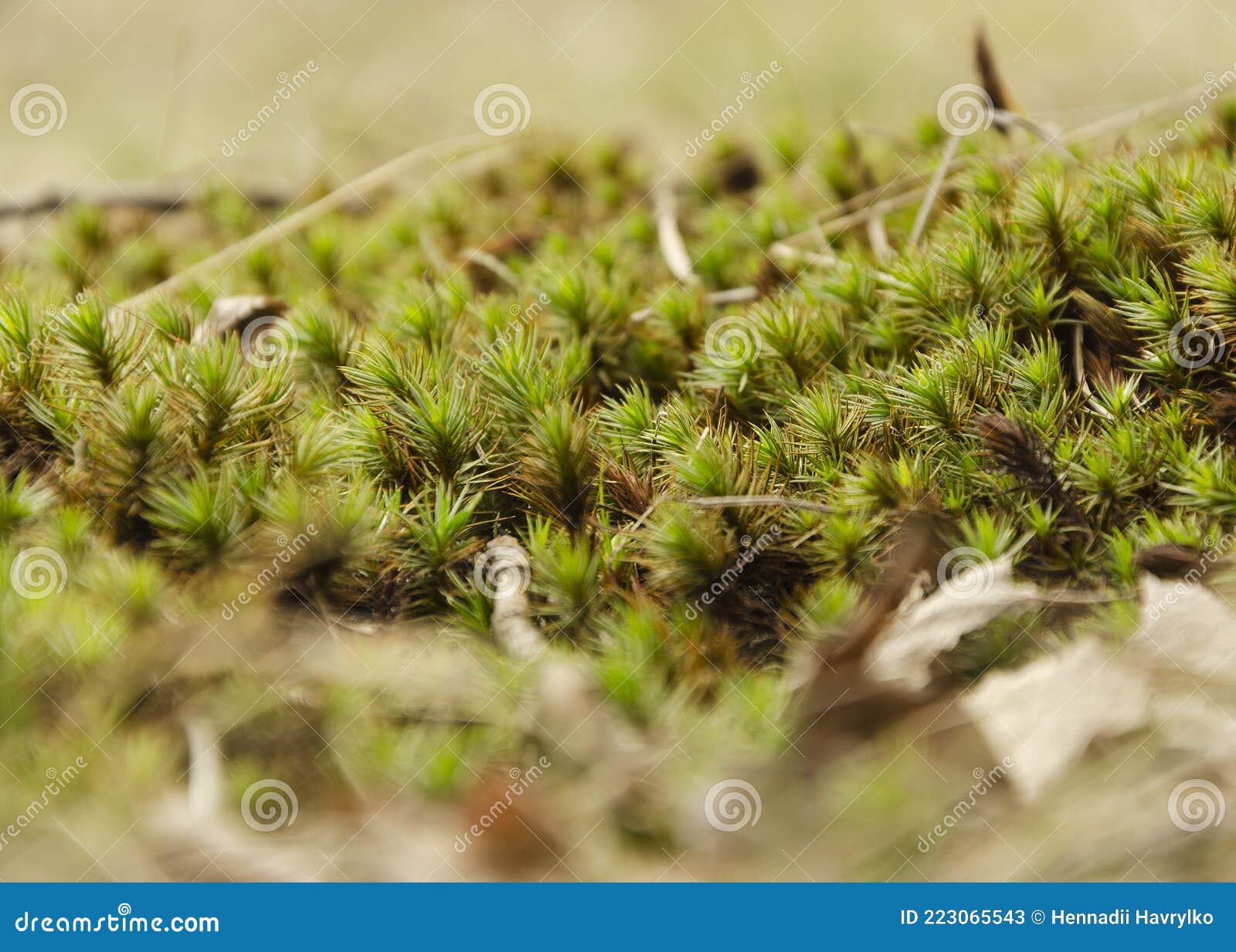 Long Lush Moss in the Forest 5 Stock Image - Image of detailed, mossy ...