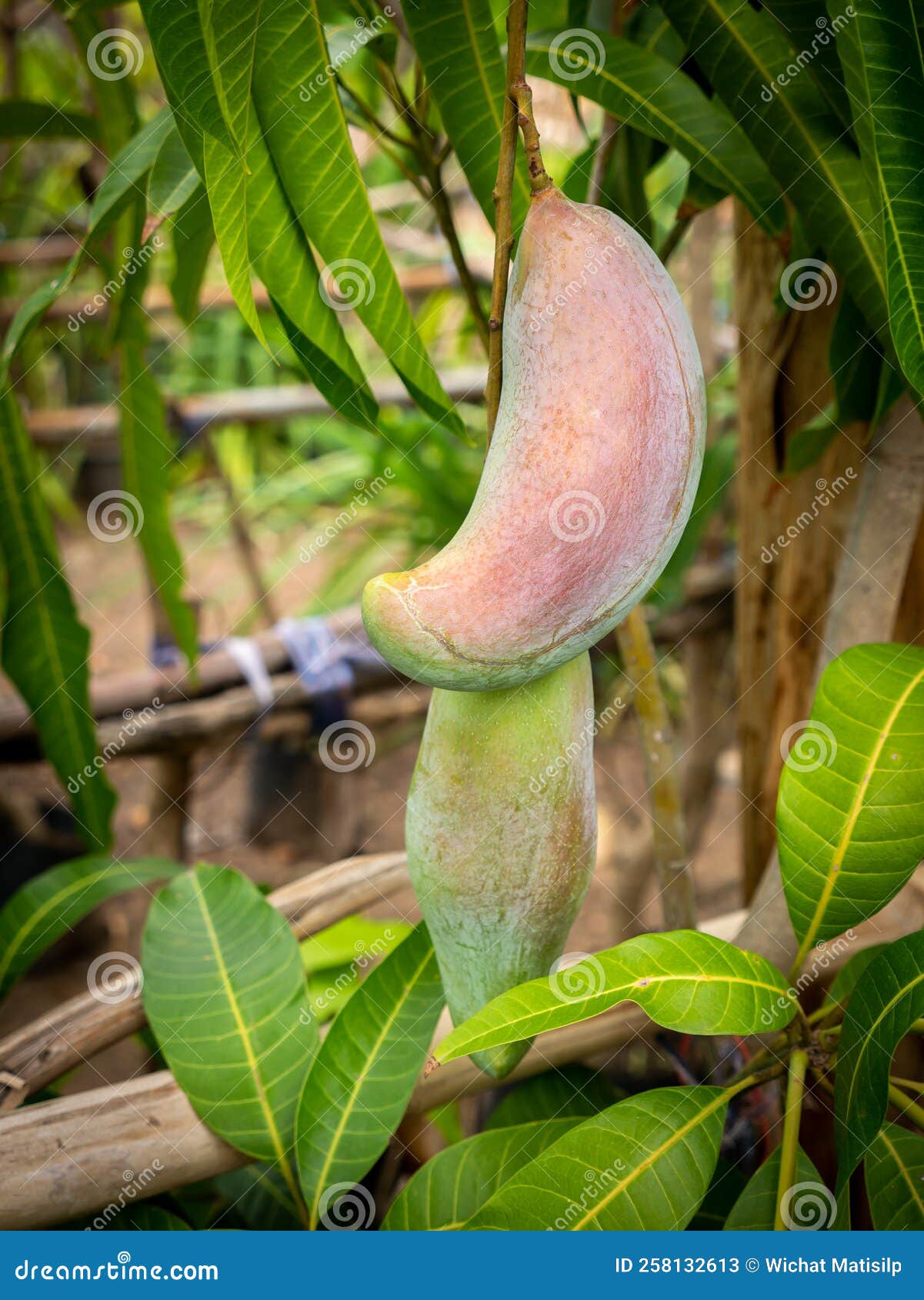 Long Mangoes Fruit Hanging stock image. Image of closeup - 258132613