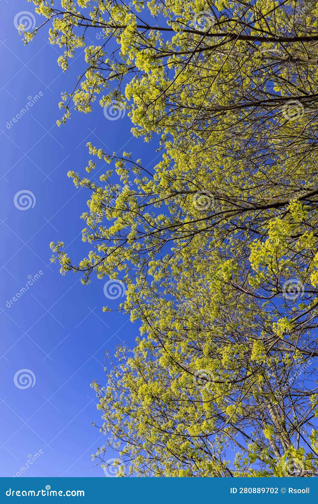 Long Maple Flowers in the Spring Season, Beautiful Maple Stock Photo ...