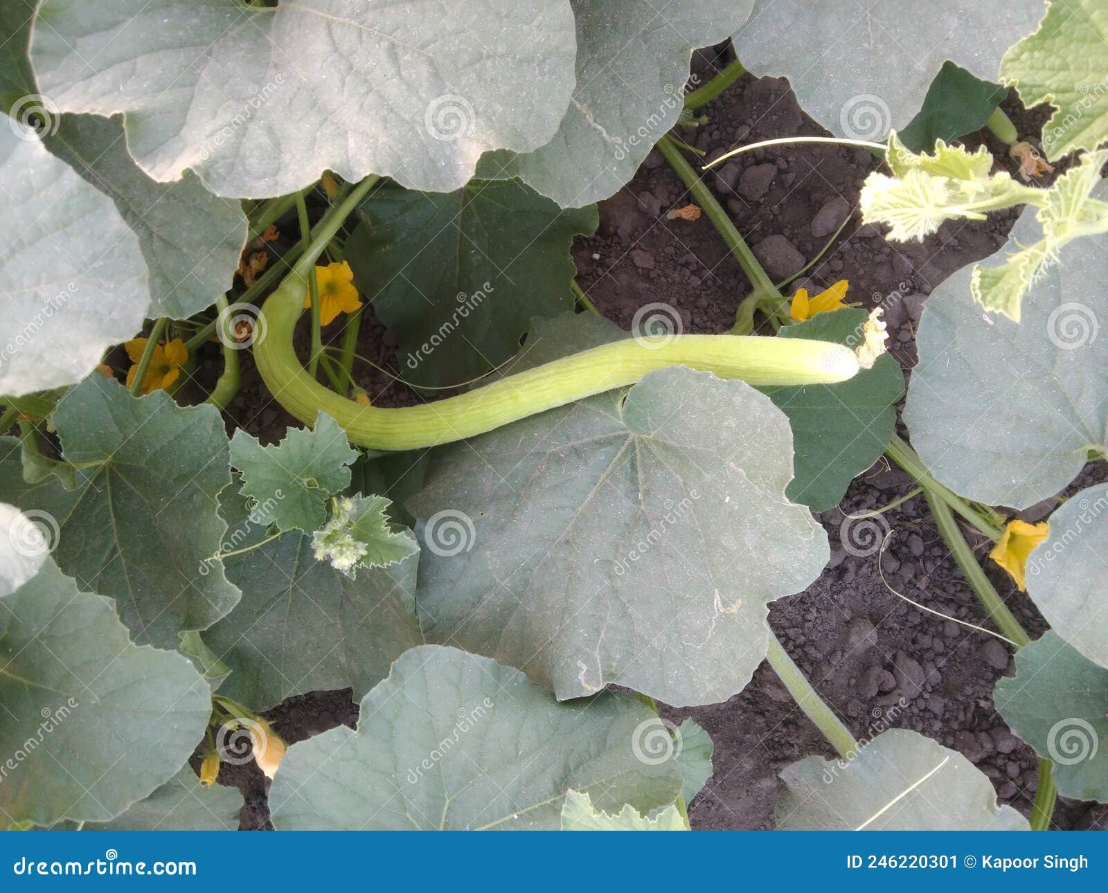 Long melon kakri plants stock image. Image of plants - 246220301