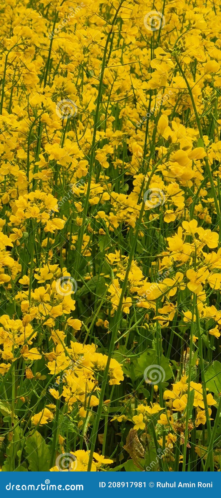 Mastered Flower in a Field. Yellow Flower Stock Image - Image of yellow ...