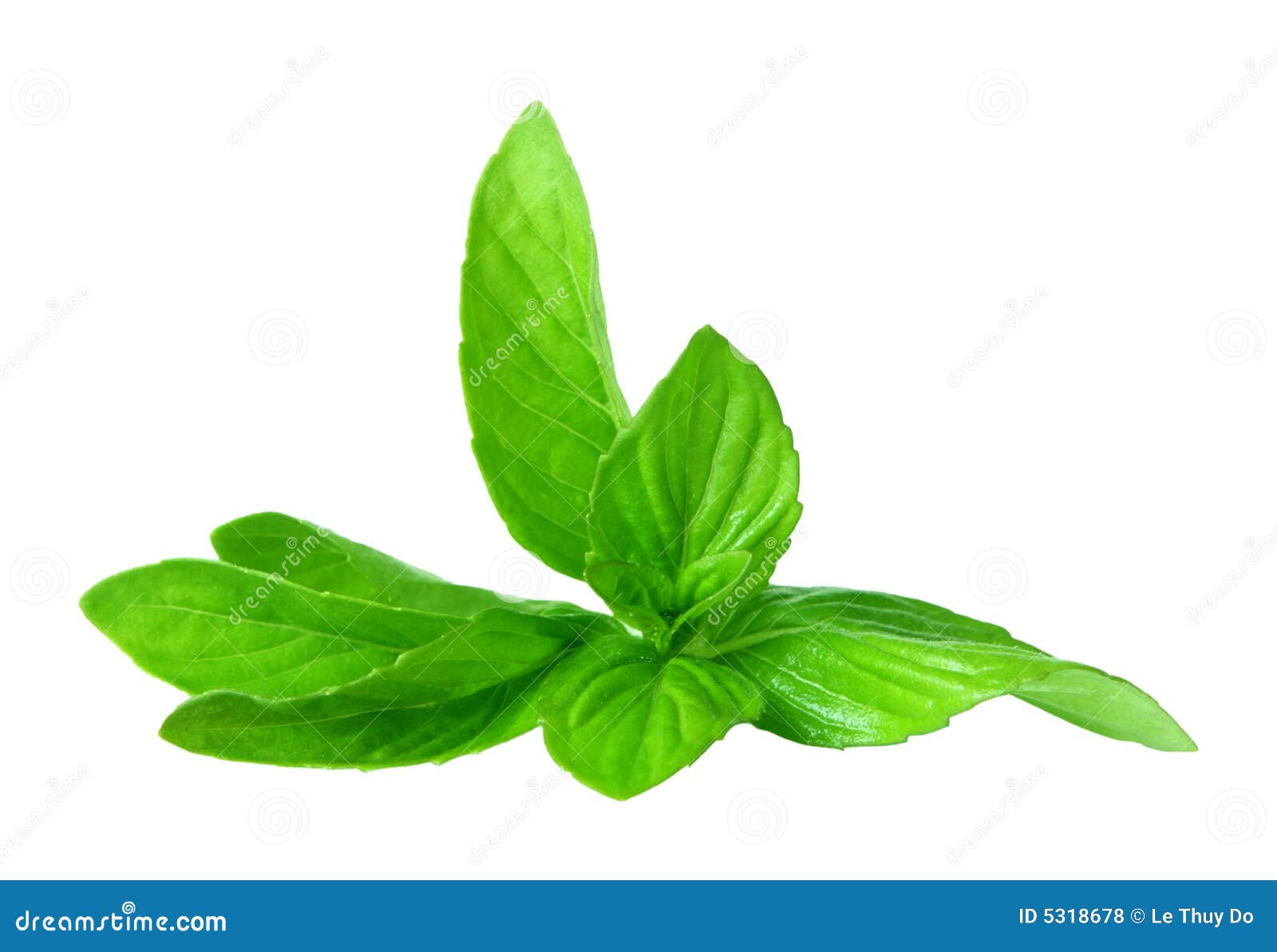 7,487 Long Mint Photos - Free & Royalty-Free Stock Photos from Dreamstime