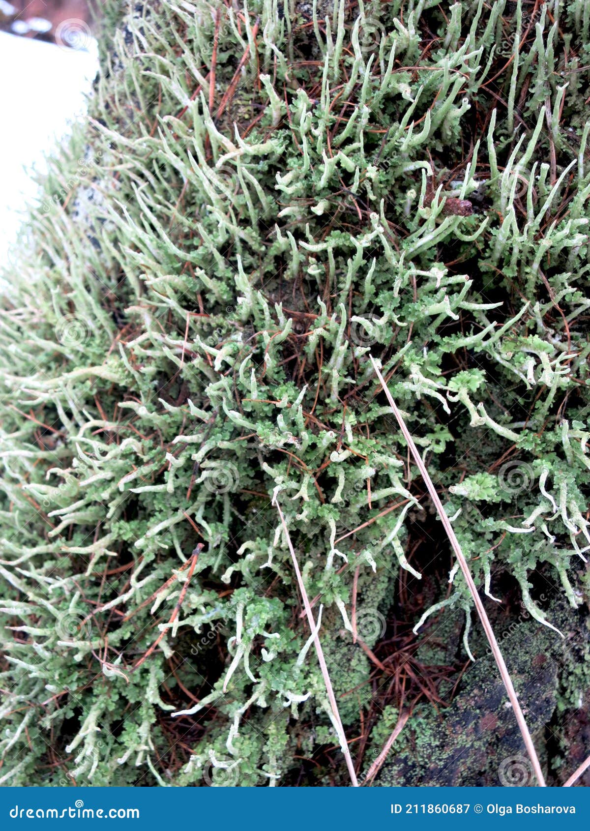 Long Moss on the South Side of the Tree Trunk C Stock Image - Image of ...