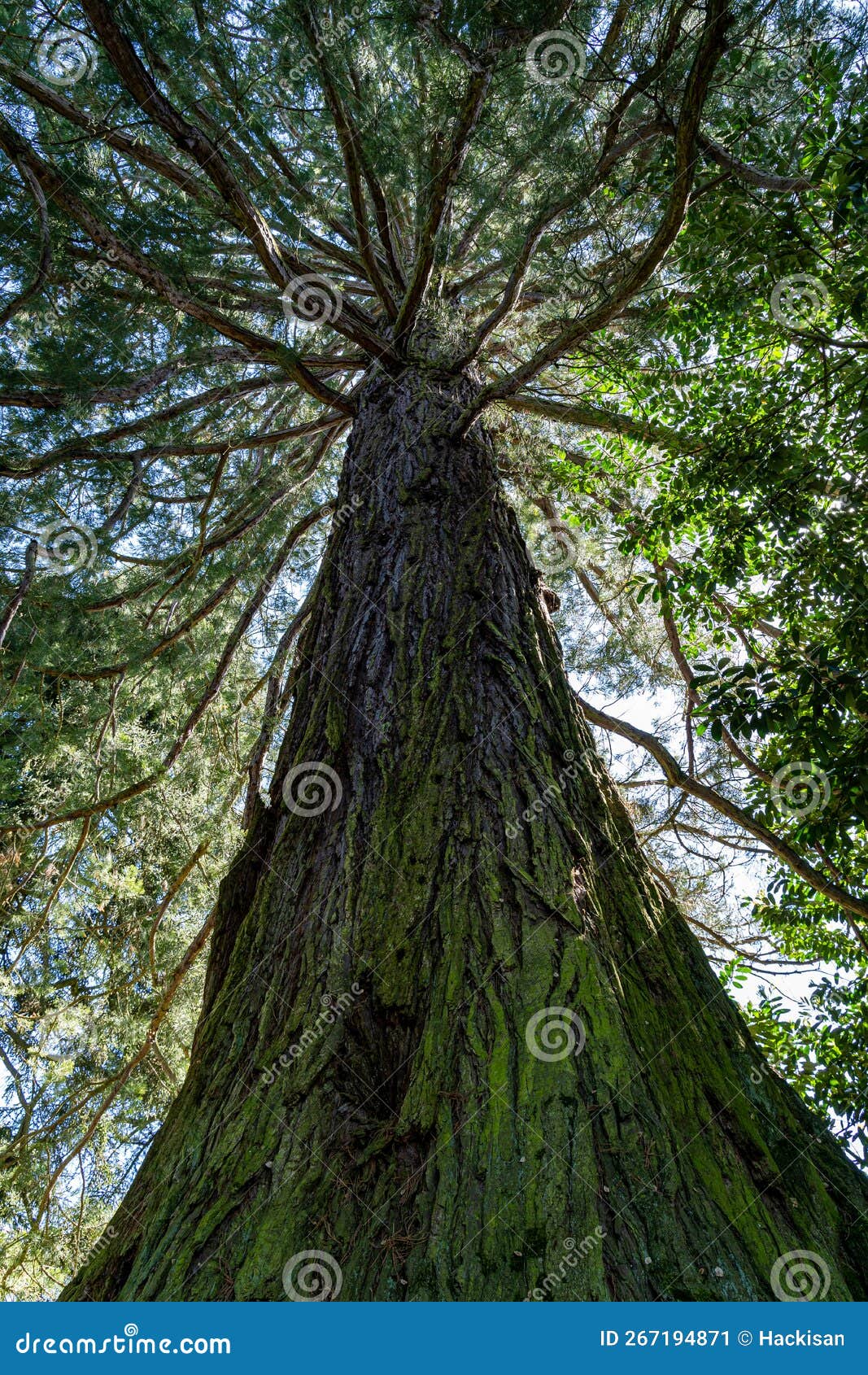 Long and Mossy Tree Trunk of Huge Mammoth Trees Stock Image - Image of ...