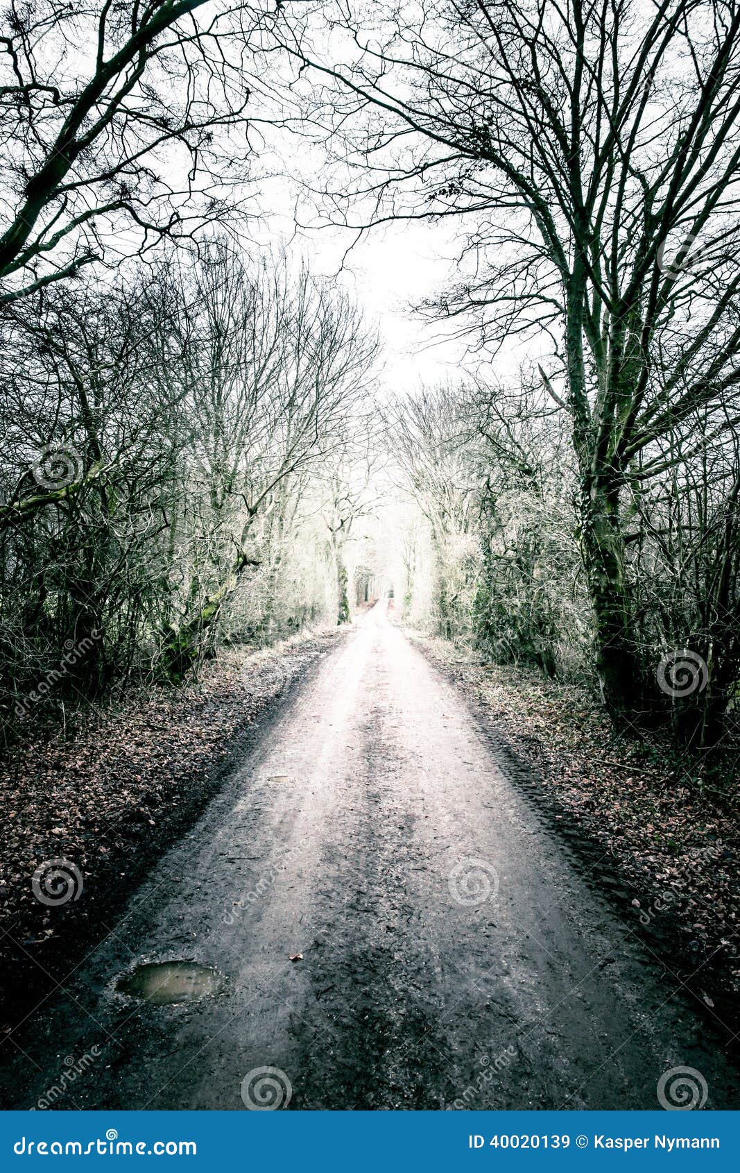 Long Muddy Path Going through the Forest Stock Image - Image of foliage ...