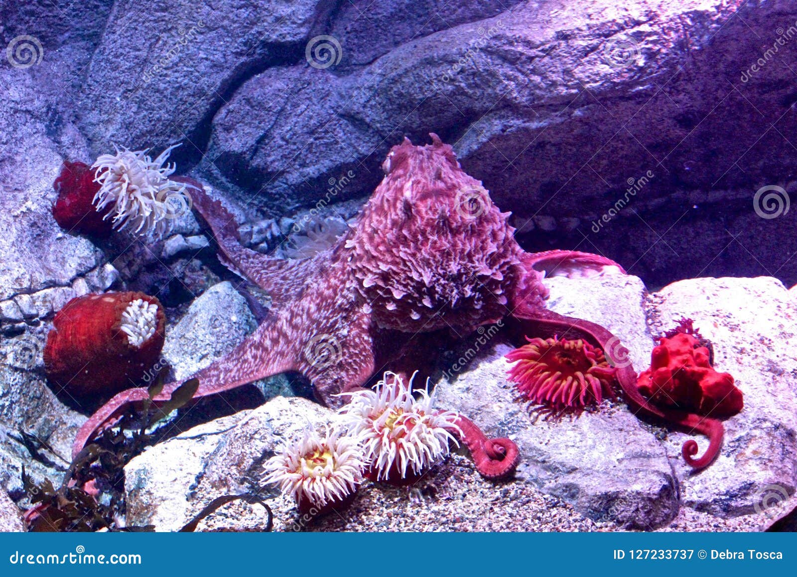 Octopus stock image. Image of octopus, animal, multi - 127233737