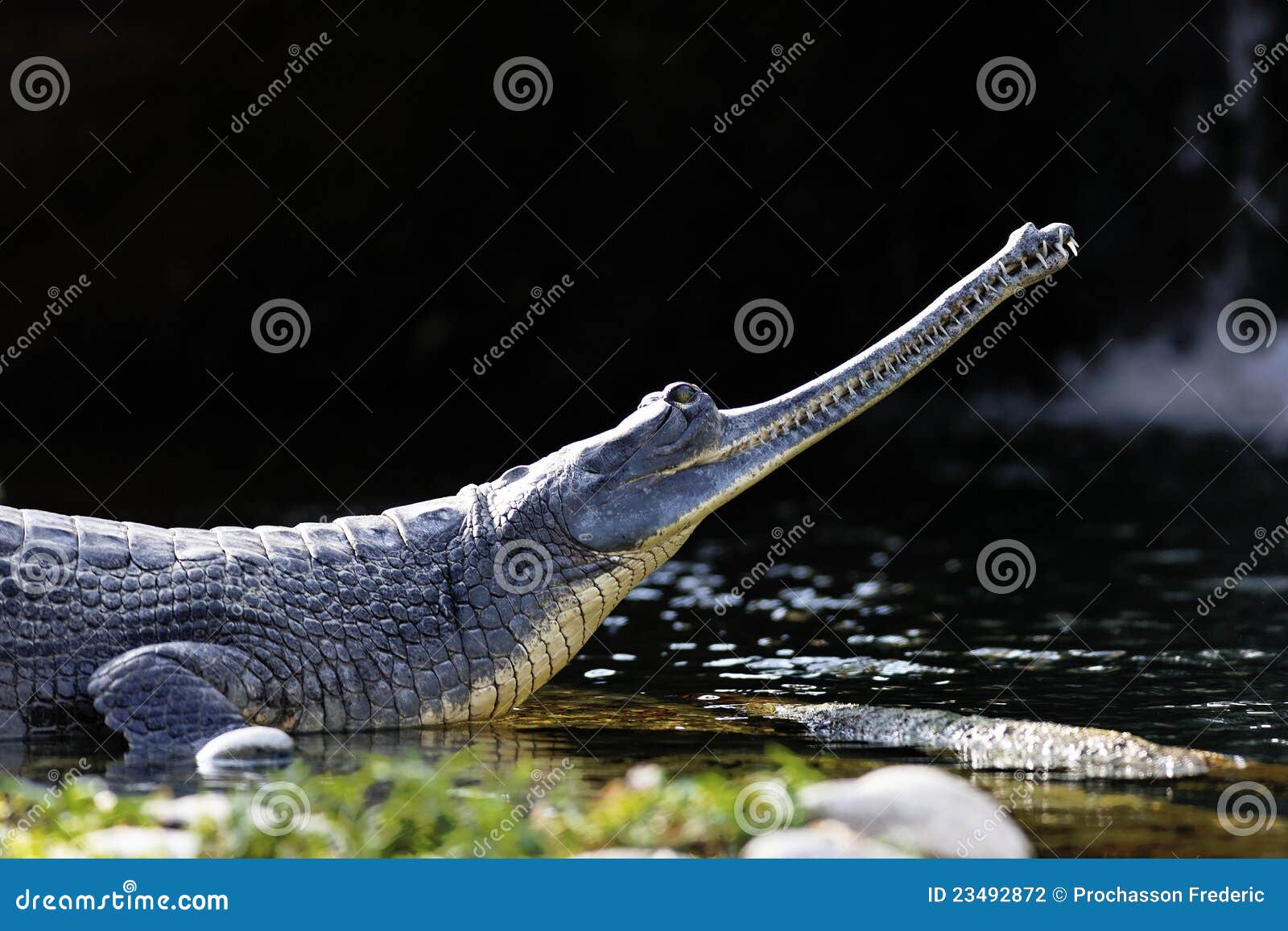 Long museau photo stock. Image du chasseur, puissant - 23492872