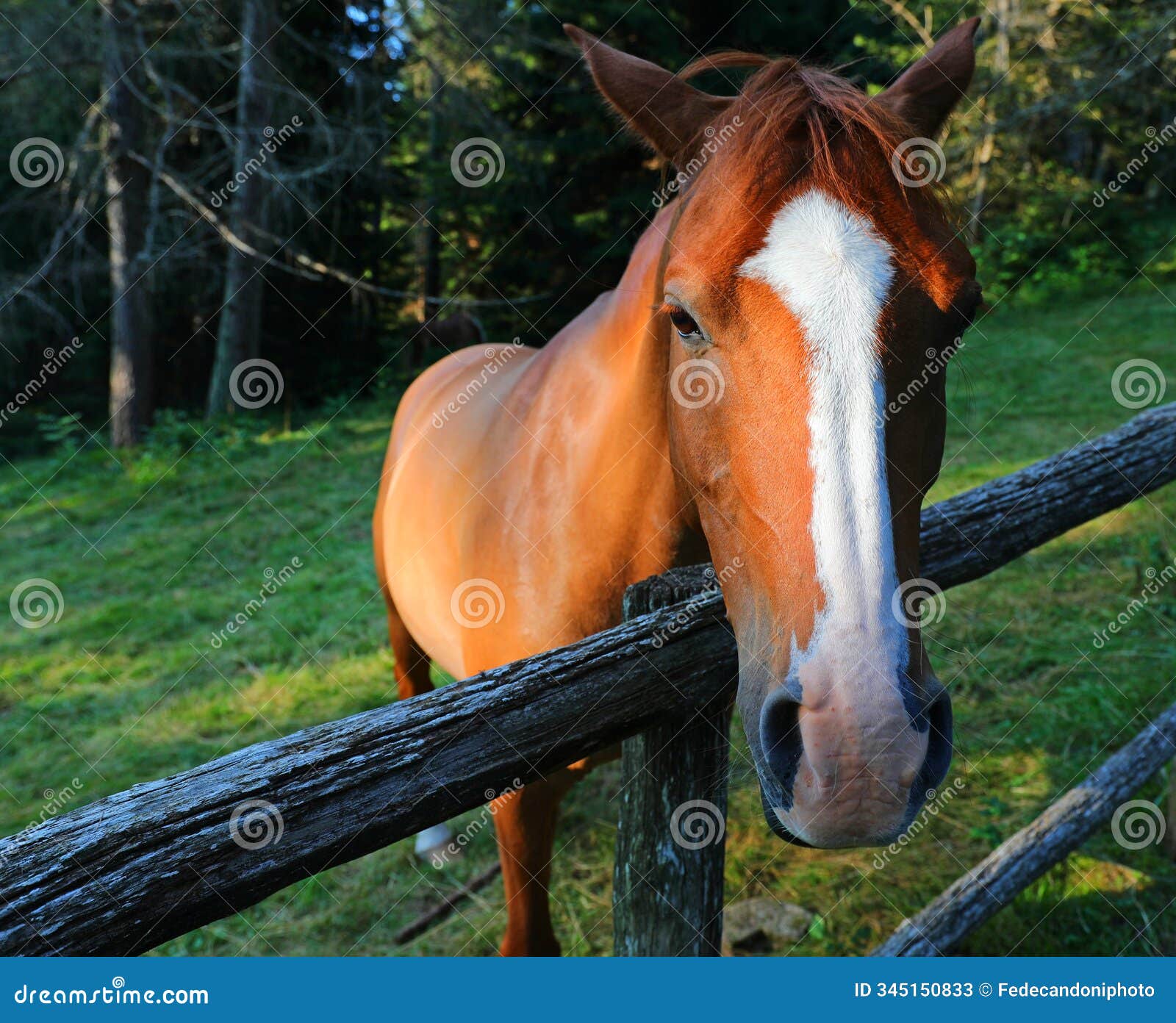 Long Muzzle of the White and Brown Horse Behind the Fence of the ...