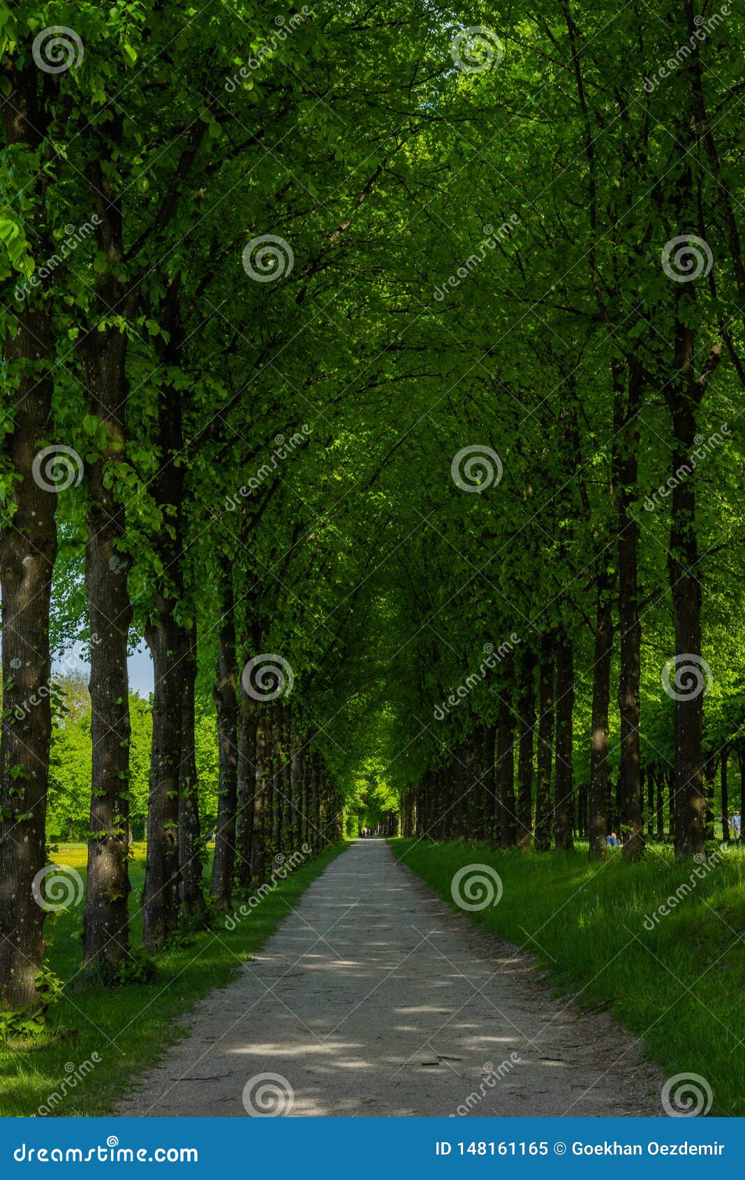 Long Mystical Path in the Forest Stock Image - Image of nature ...