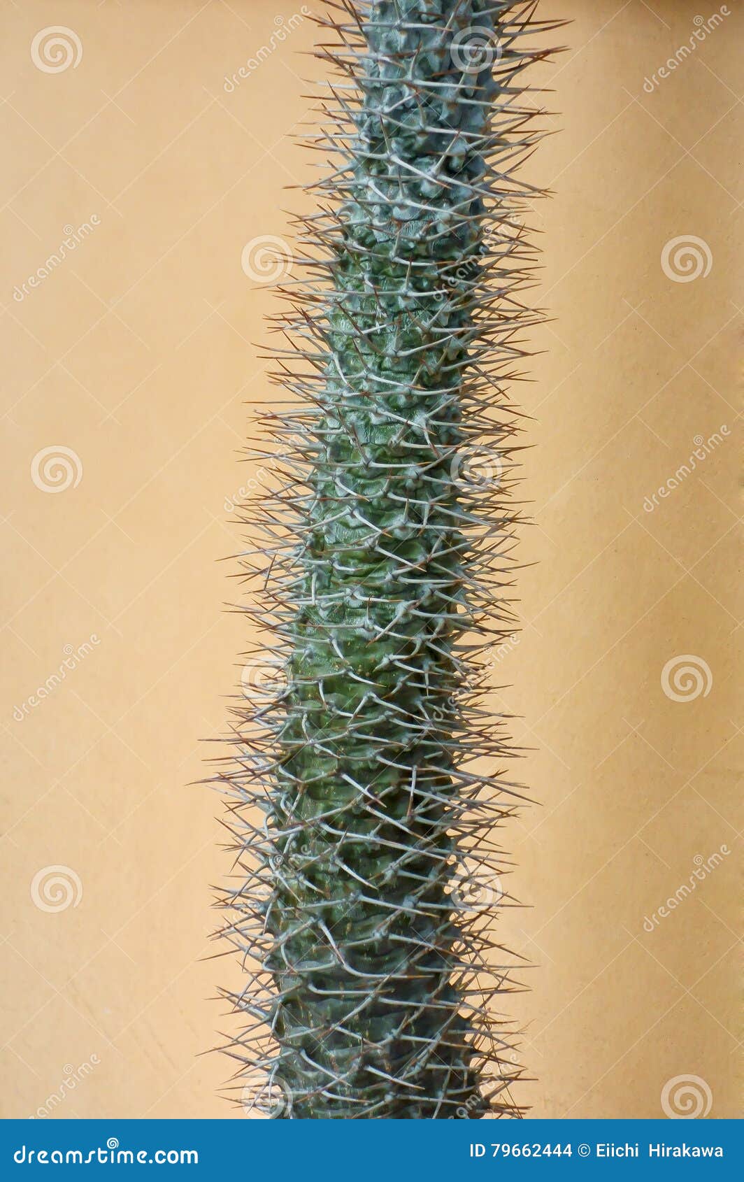 Long, narrow cactus stock photo. Image of lengths, plant - 79662444