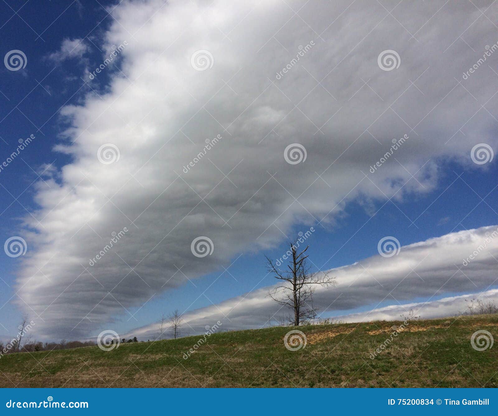 Long, Narrow Clouds stock photo. Image of tree, long - 75200834