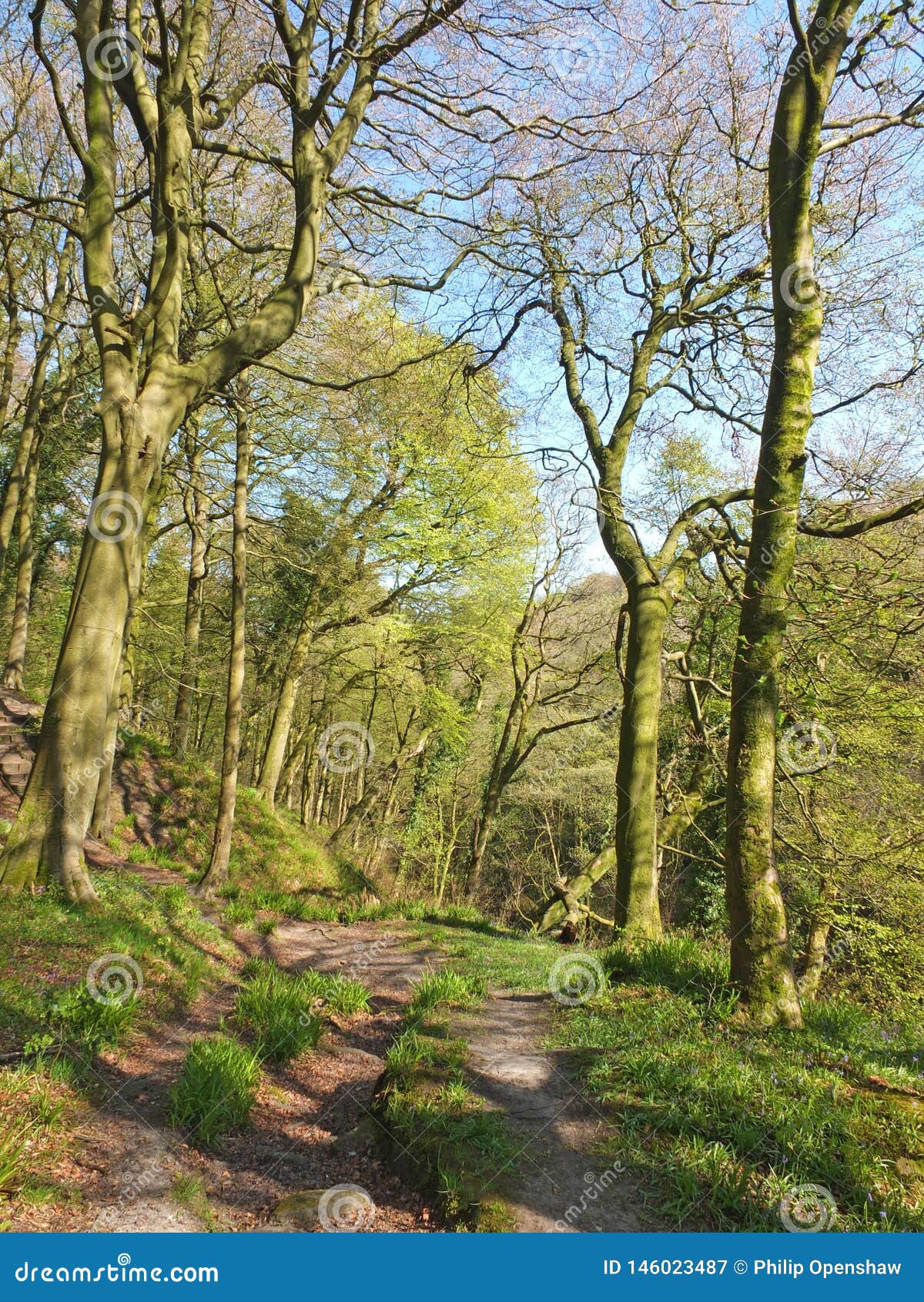 A Long Narrow Dirt Path Alongside Surrounded by Budding Spring Forest ...