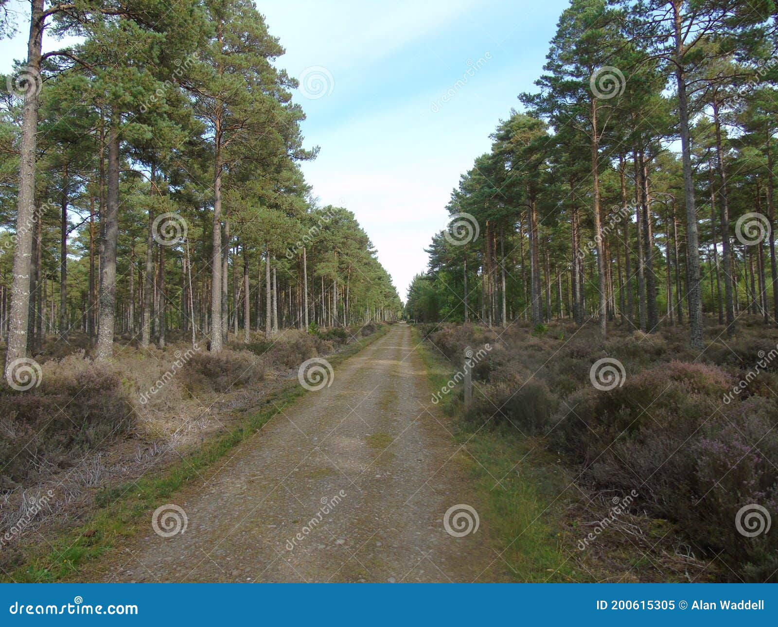 Long and Narrow Forest Road between Tall Straight Trees Stock Image ...