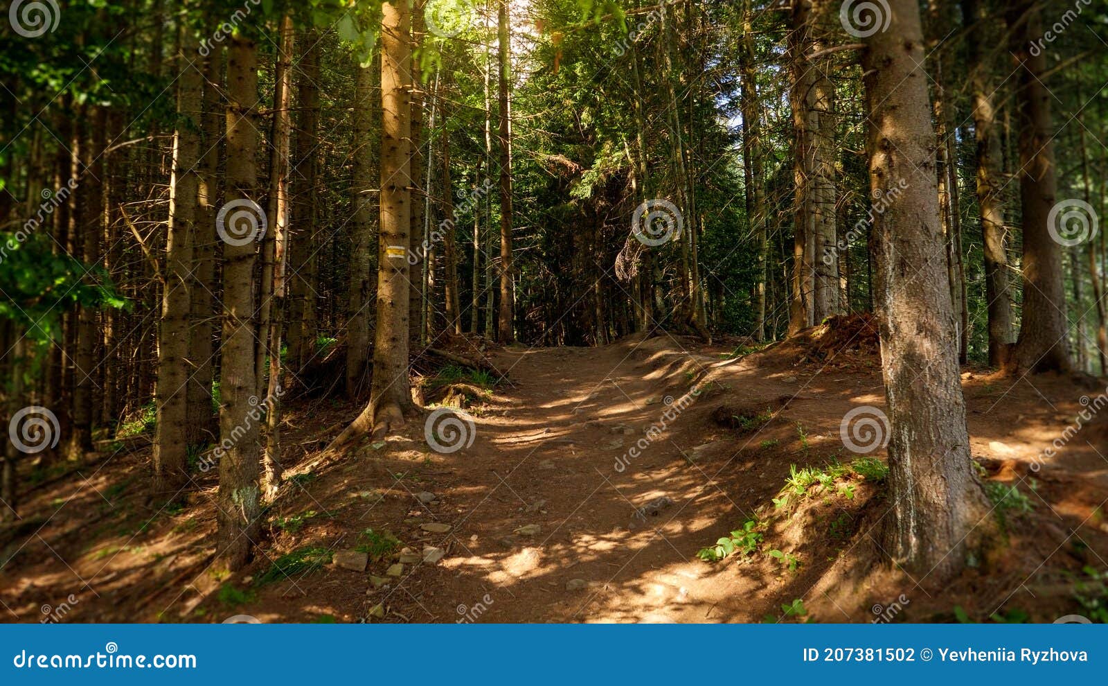 Long Narrow Path through Pine Tree Forest on Top the Mountain Stock ...