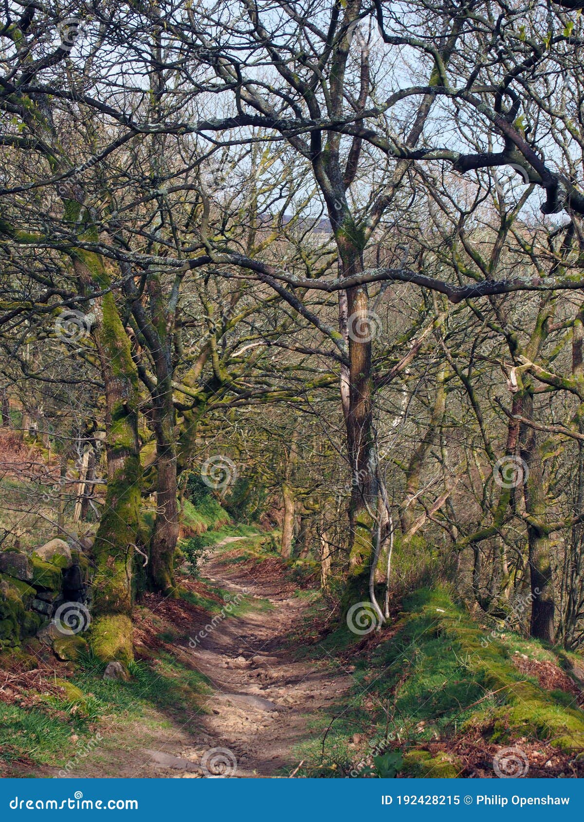 Long Narrow Pathway Though Dense Forest Running Along a Hillside Stock ...