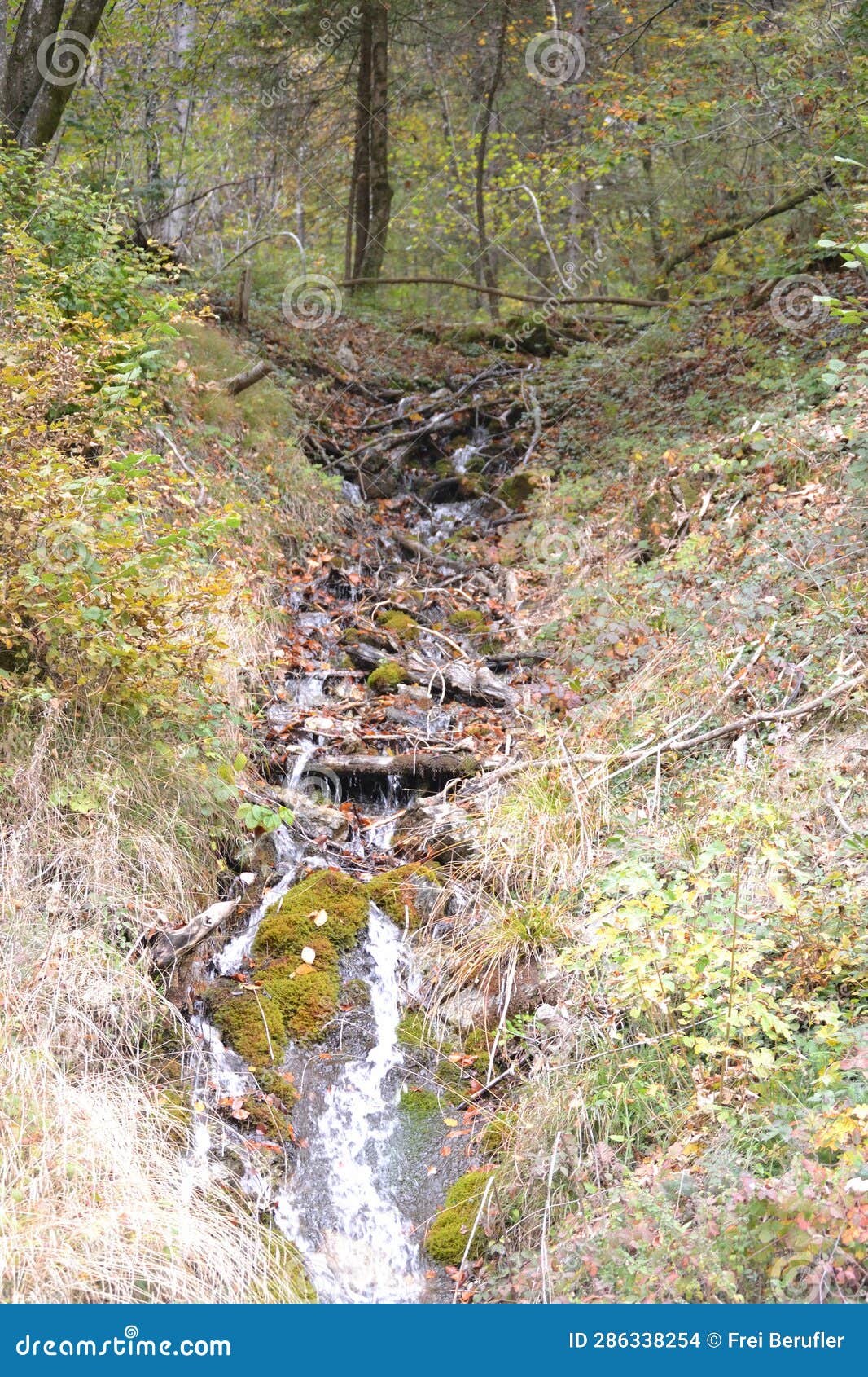 A Long Narrow Stream in the Green Stock Photo - Image of yellow ...
