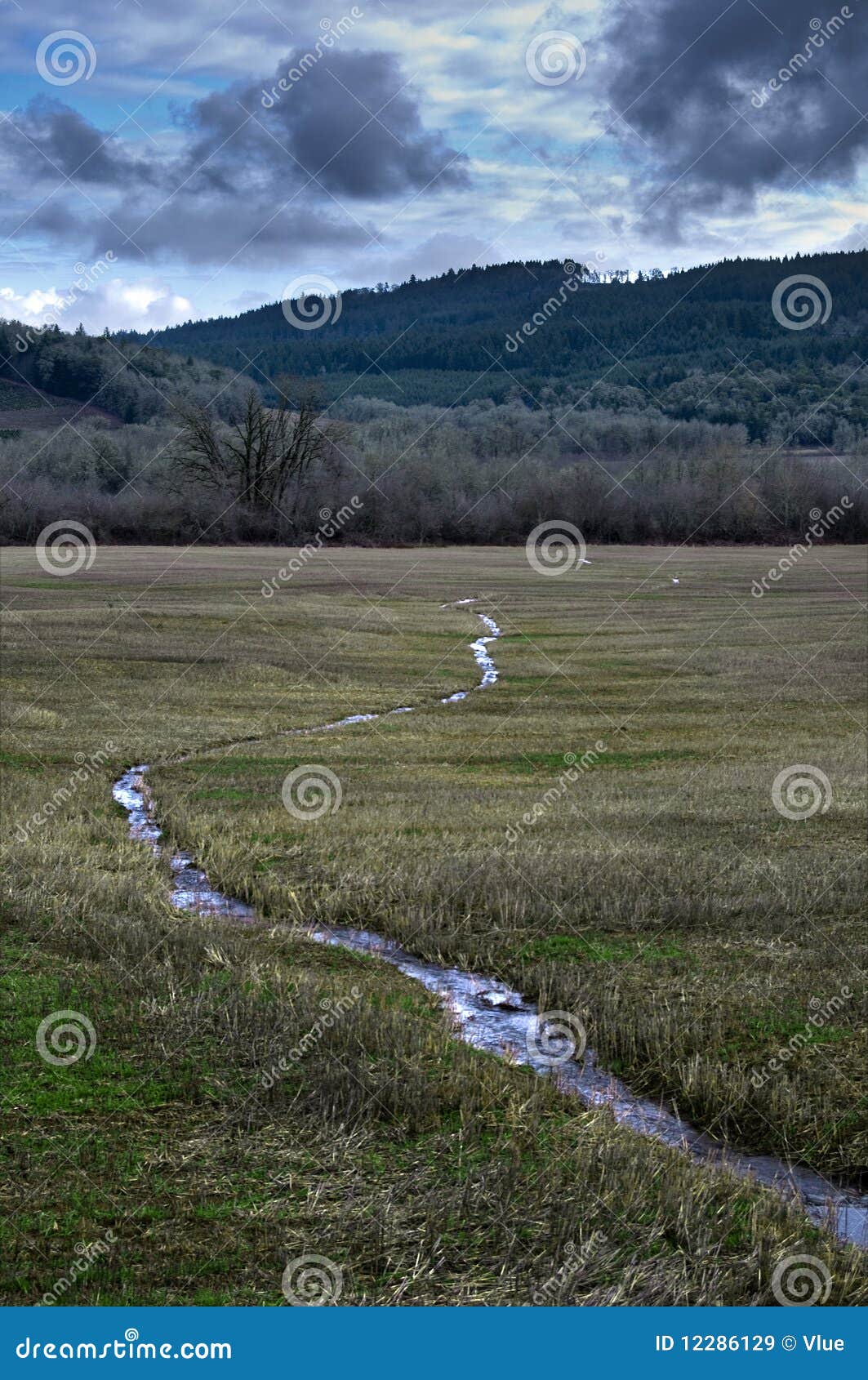 Long Narrow Streaming Going through Field Stock Image - Image of grass ...