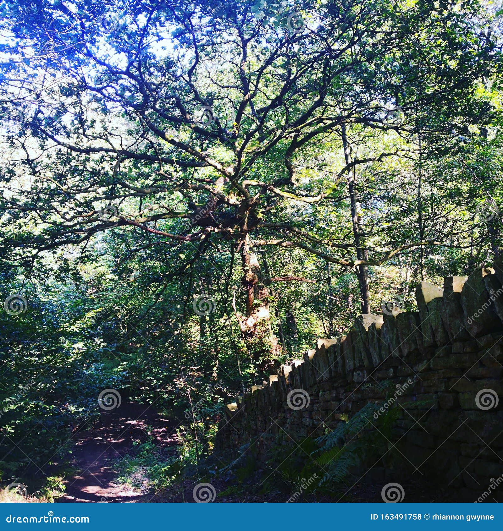Long nature wall, trees stock photo. Image of long, trees - 163491758