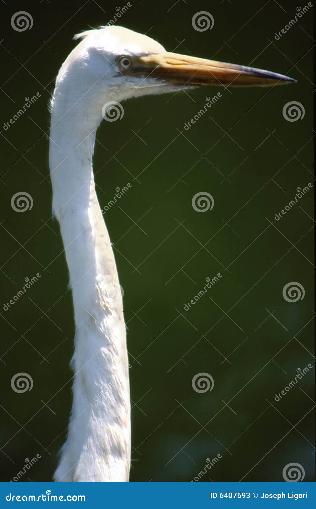 Long Neck Crane Royalty-Free Stock Photography | CartoonDealer.com #6407693