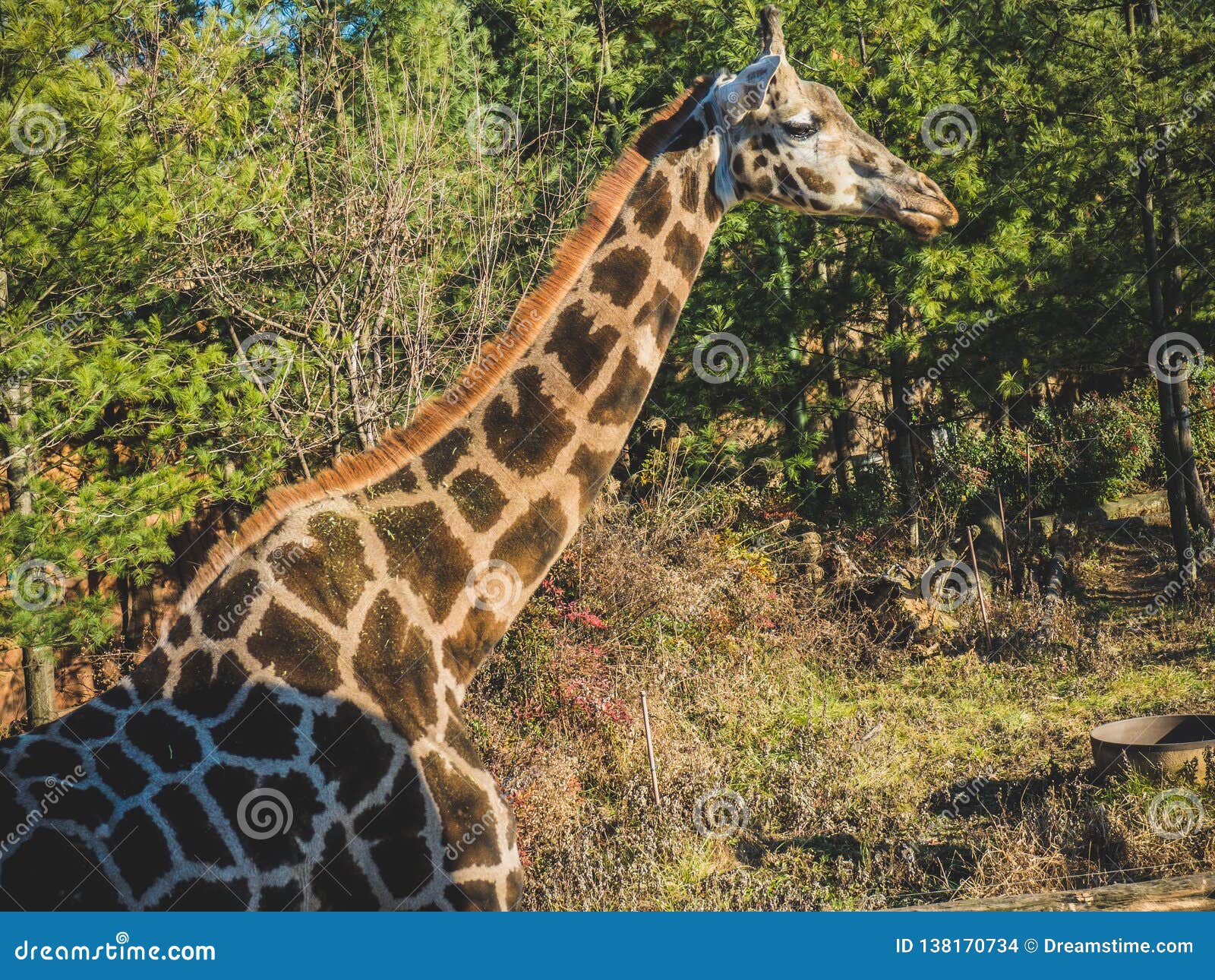 The Long Neck Giraffe in the Wild Stock Photo - Image of close, animal ...