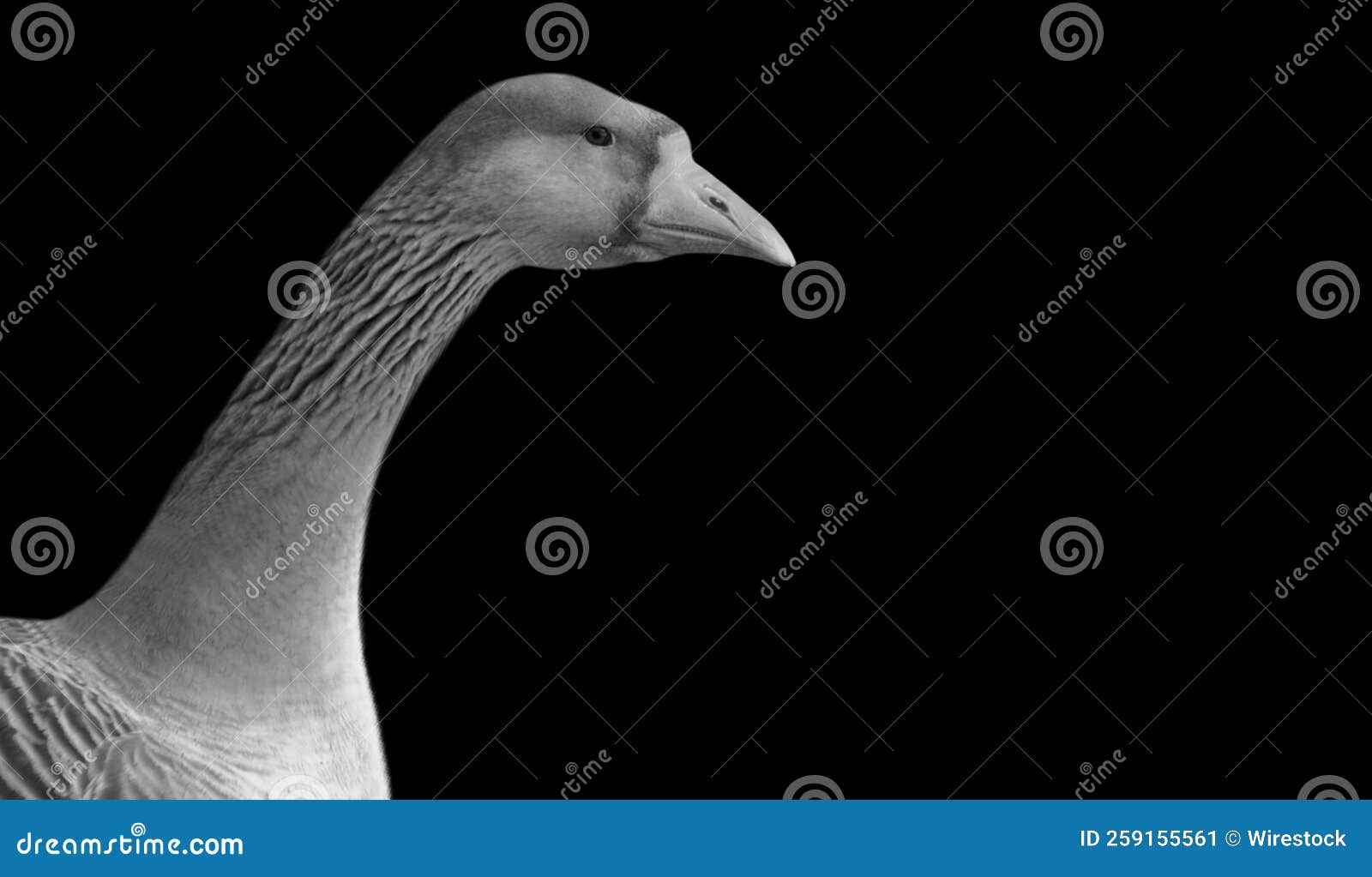 Long Neck Goose Face on Dark Background Stock Image - Image of ...