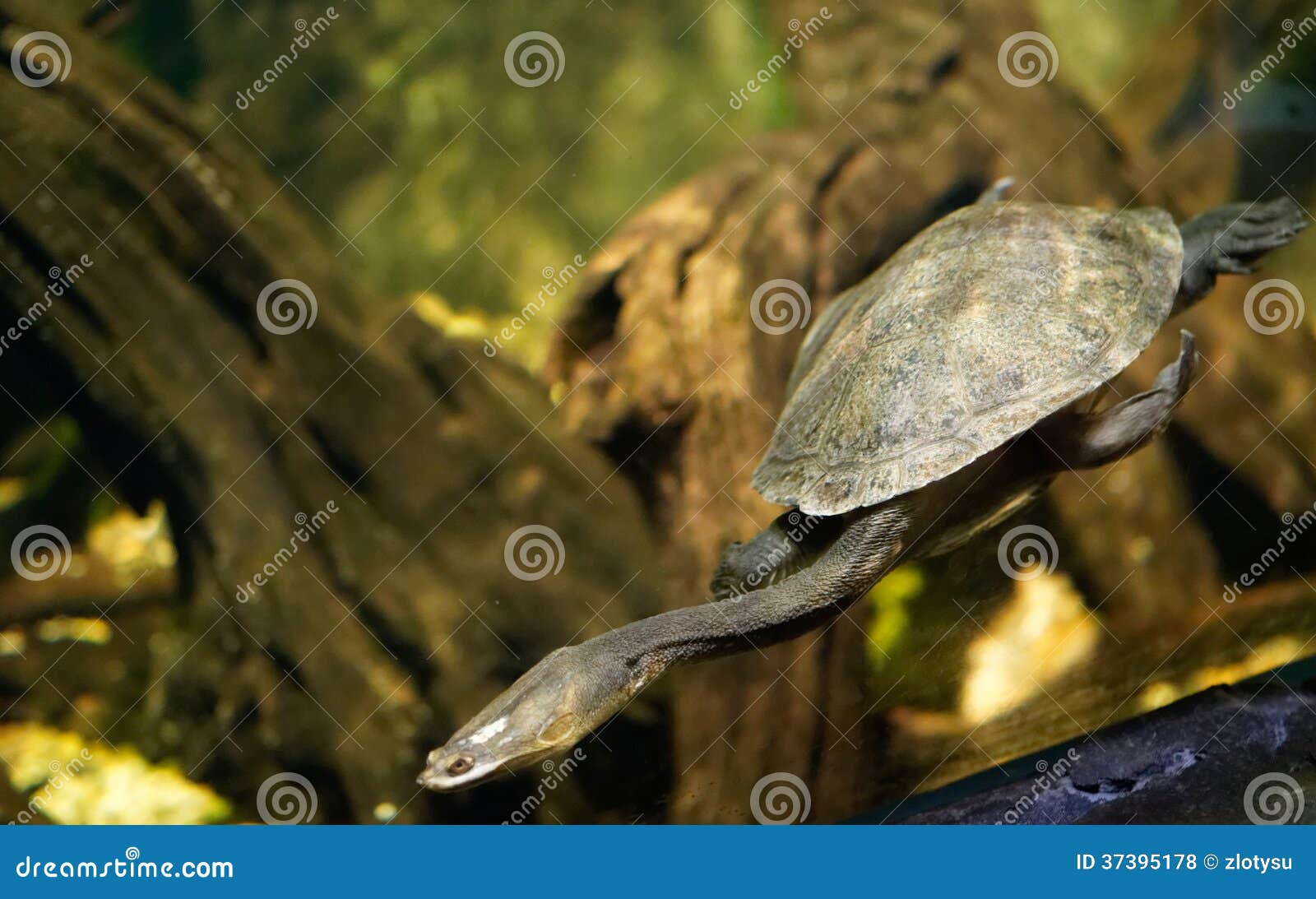 Long neck turtle stock photo. Image of common, shell - 37395178