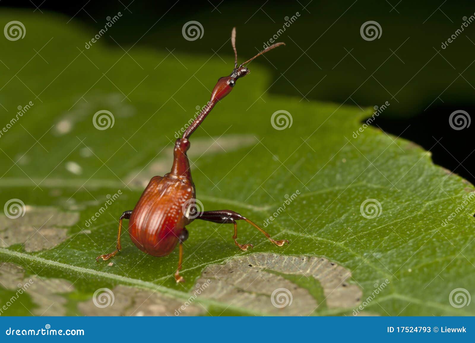 Red Weevil Stock Photography | CartoonDealer.com #13225322