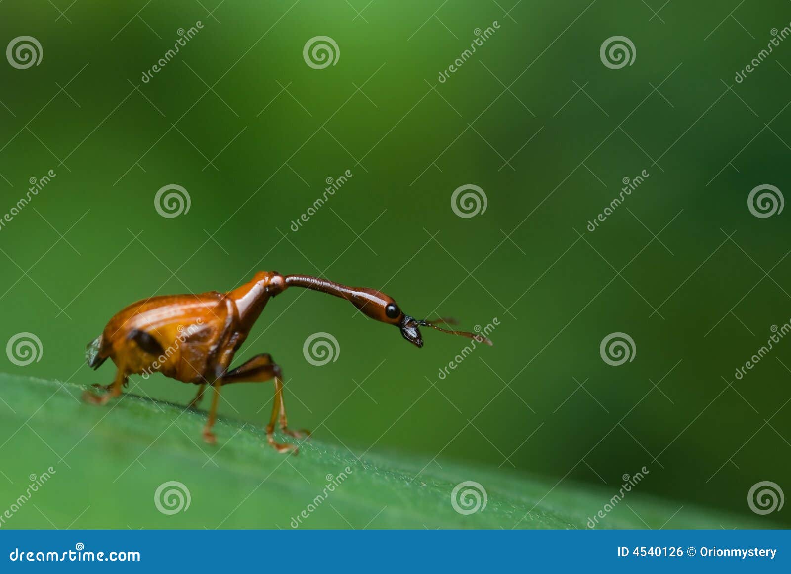 Long-necked Beetle/weevil Macro Stock Photo - Image of green, flora ...