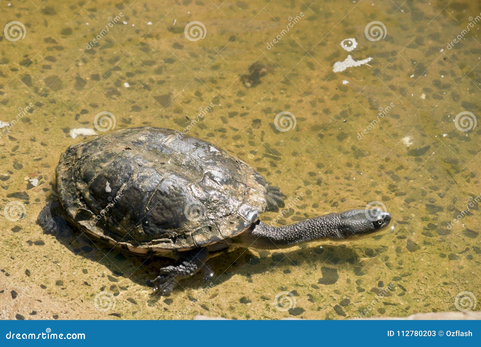 Long necked turtles stock image. Image of side, neck - 112780203