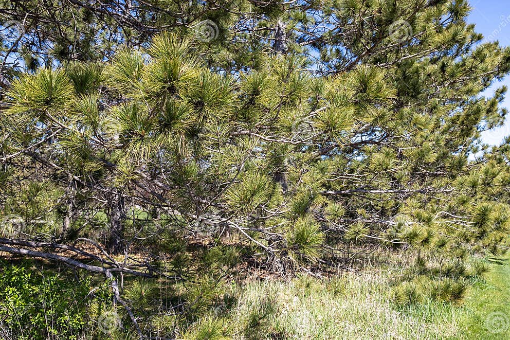 Long Needle Pine Tree Branches Texture Background Stock Photo - Image ...