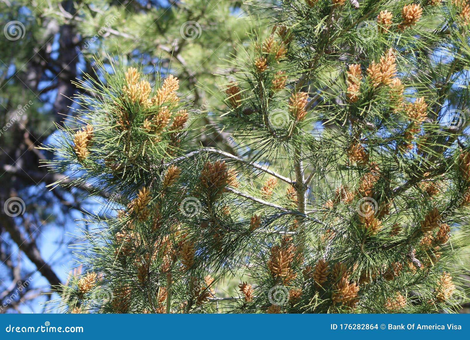 Long Needled Pine with Seed Pods Stock Photo - Image of pointing, long ...