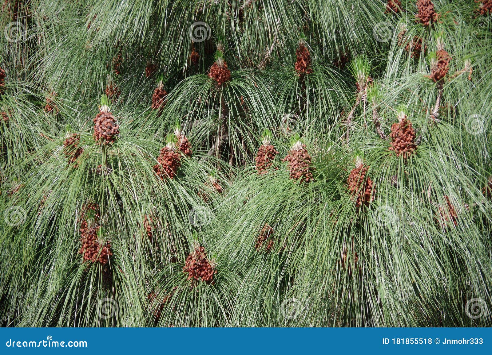 The Long Needles of a Monterey Pine Tree Stock Photo - Image of people ...