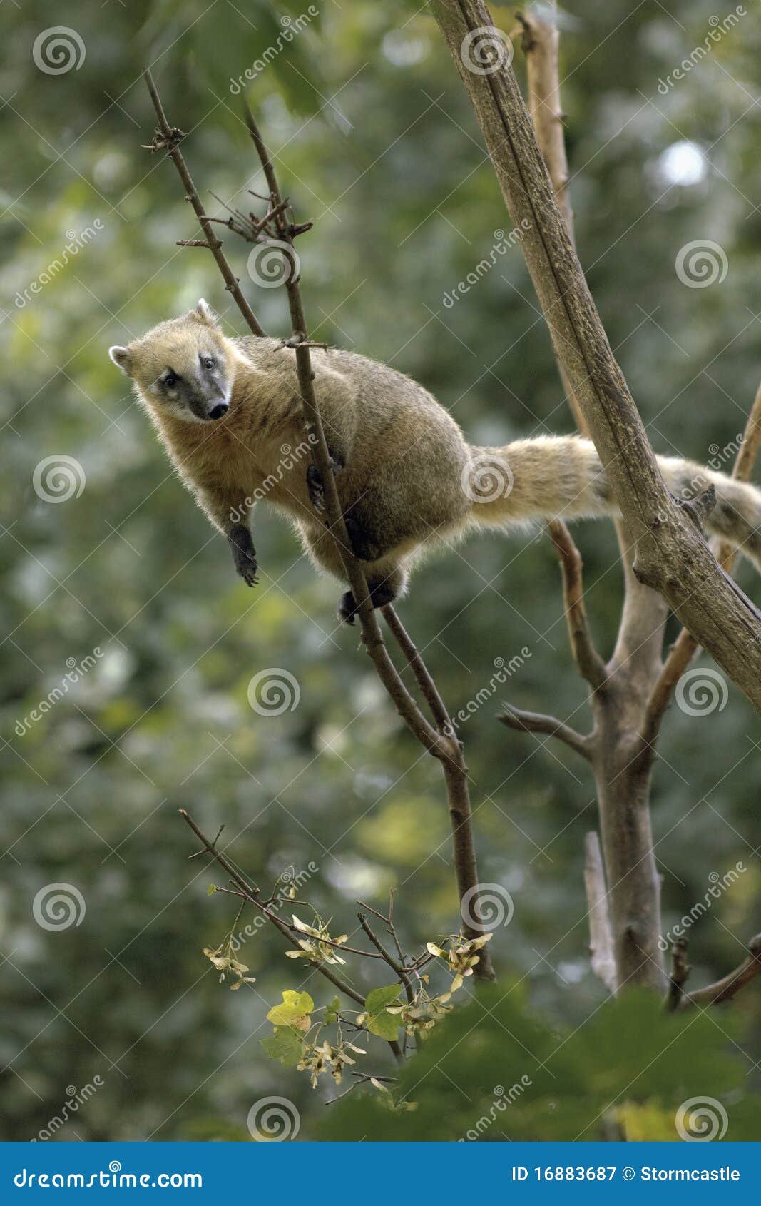 Long nose bear stock image. Image of wild, beast, south - 16883687