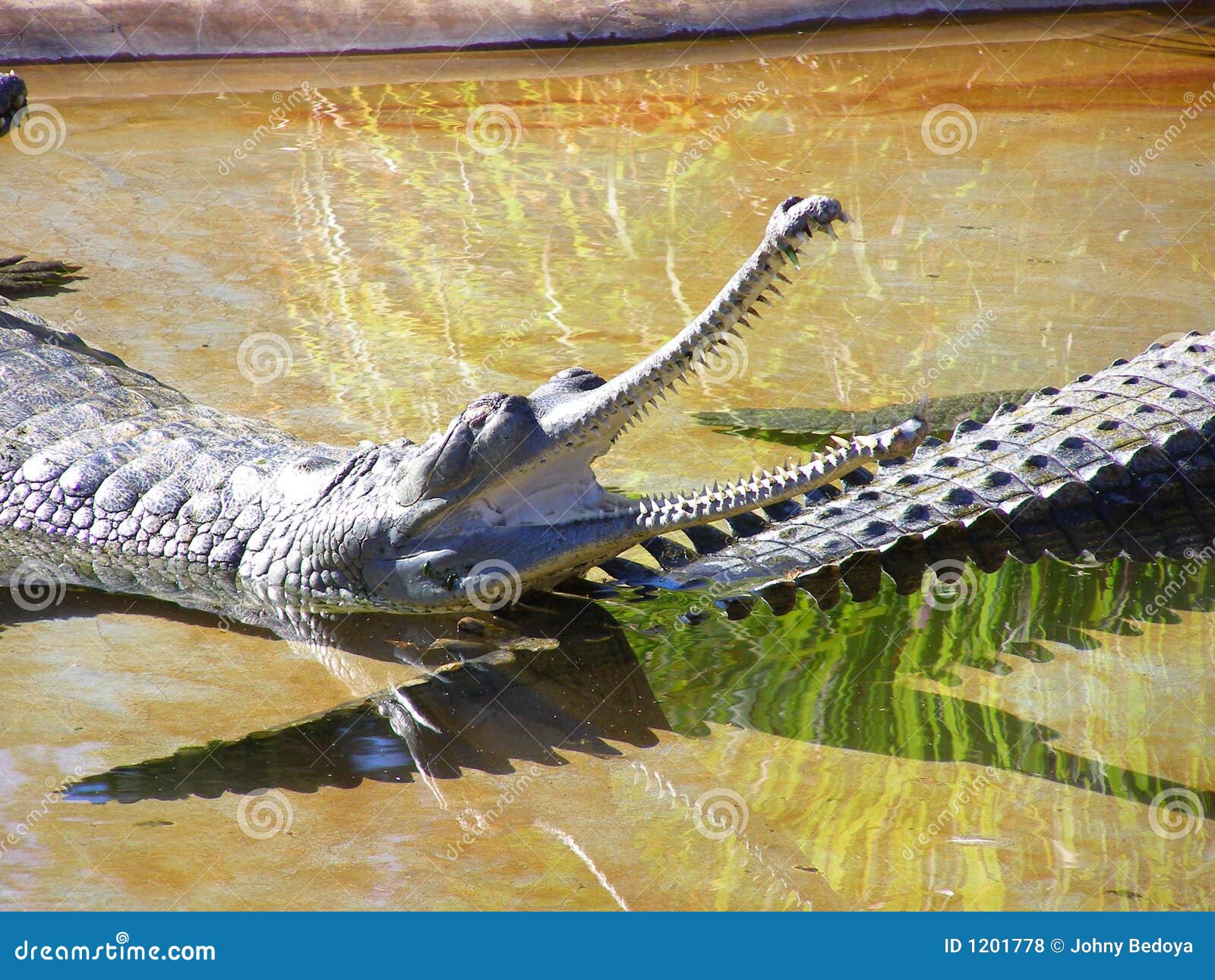 Long-nosed crocodile stock photo. Image of long, reptiles - 1201778