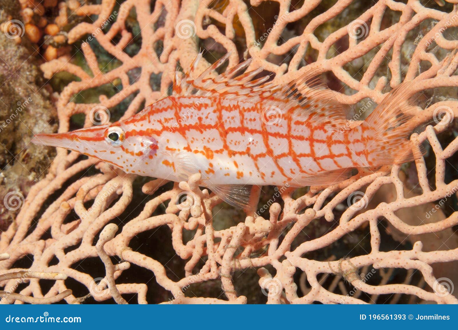 Long Nosed Hawk Fish in the Red Sea Stock Image - Image of hawk, water ...