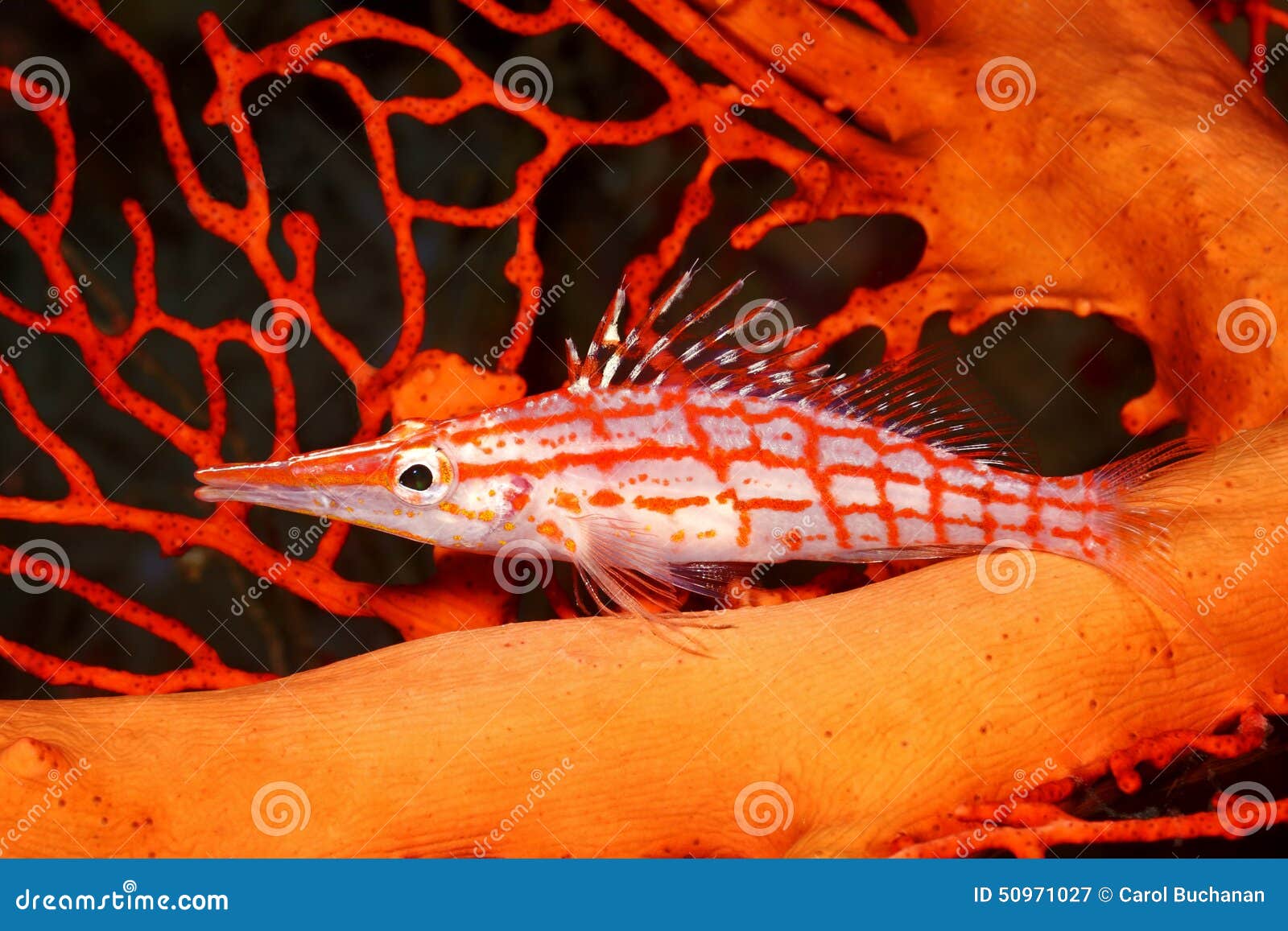 Orange Hawkfish Stock Photos - Free & Royalty-Free Stock Photos from ...