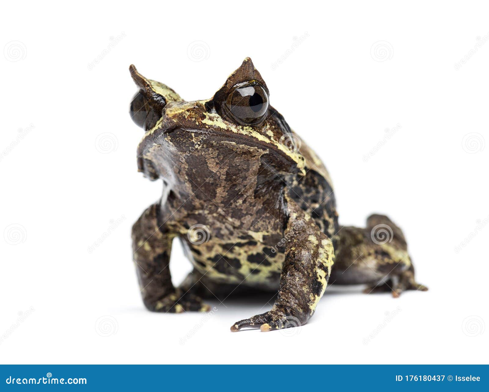 Long-nosed Horned Frog Facing at the Camera, Megophrys Nasuta Stock ...