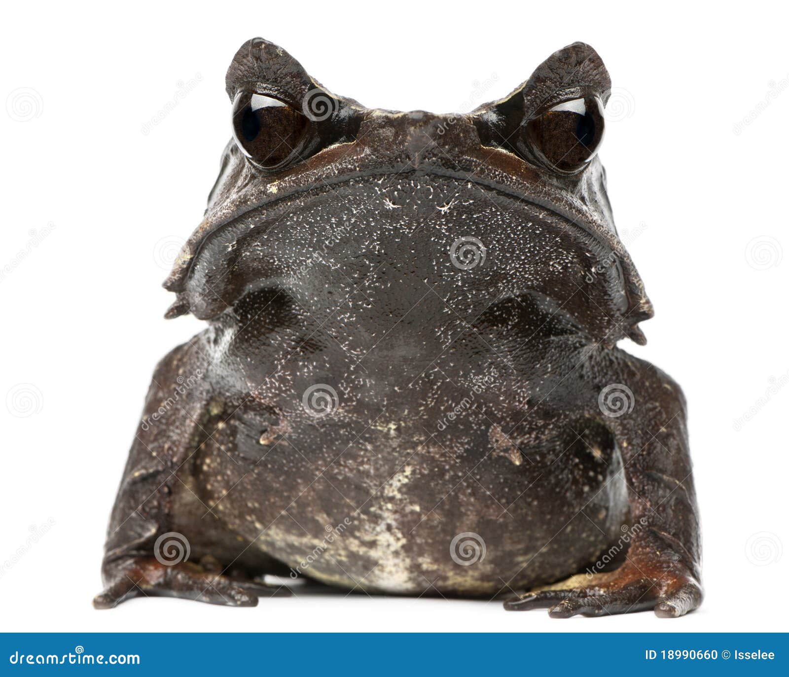 Long-nosed Horned Frog Facing At The Camera, Megophrys Nasuta Stock ...